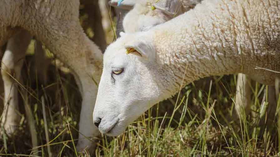 Principles of Regenerative Agriculture – Cotswold Flour