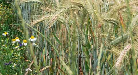 Principles of Regenerative Agriculture – Cotswold Flour