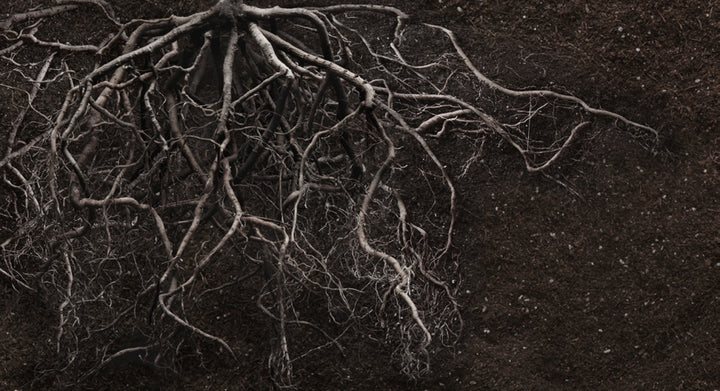 Principles of Regenerative Agriculture – Cotswold Flour