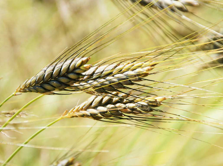 Wholegrain Emmer – Cotswold Flour